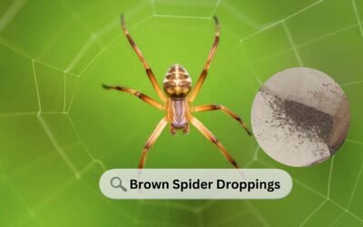 Spider Droppings Identification And Removal Process in 2025