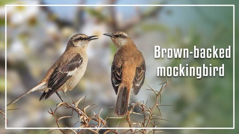 15 Medium Sized Brown Birds With Long Beaks (With Pictures)