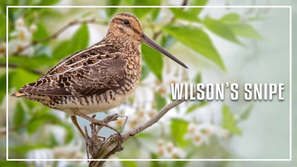 15 Medium Sized Brown Birds With Long Beaks (With Pictures)