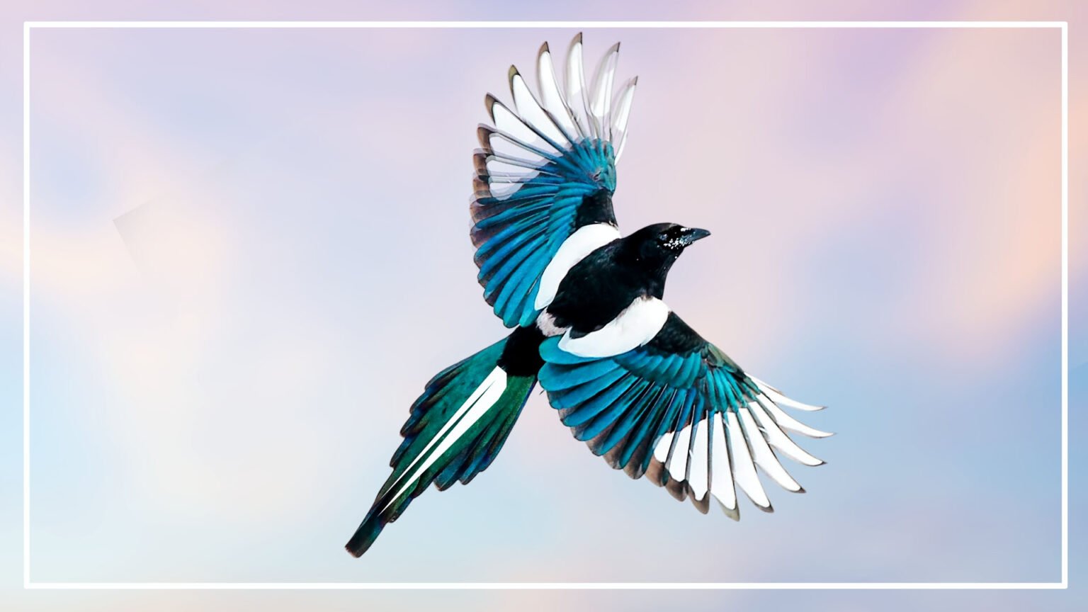 10 Black Bird With White Stripes On Wings And Tails (ID, Pictures)