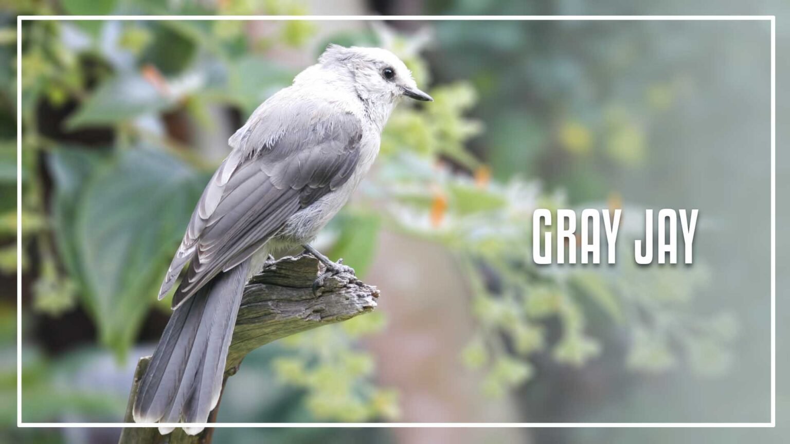 8 Gray Bird With White Stripes On Wings And Tail ( With Picture)