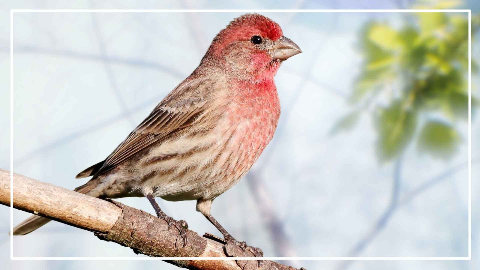 9 Bird With Red Head And Brown Body With Awesome Picture