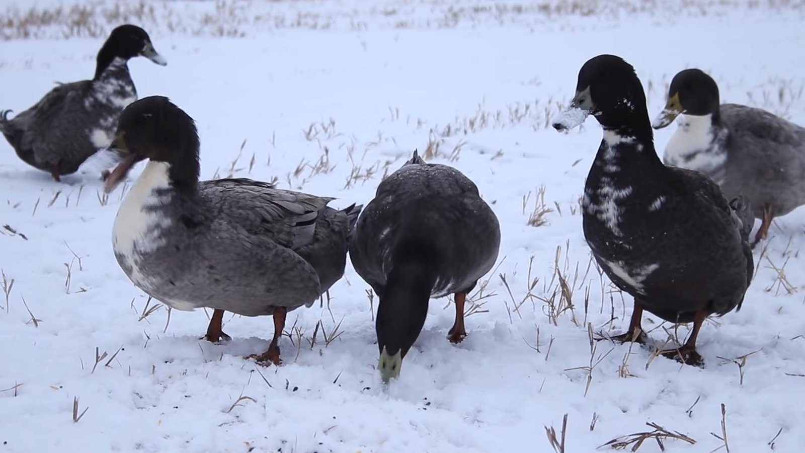 Blue Swedish Duckling Male Vs Female (7 Differences)