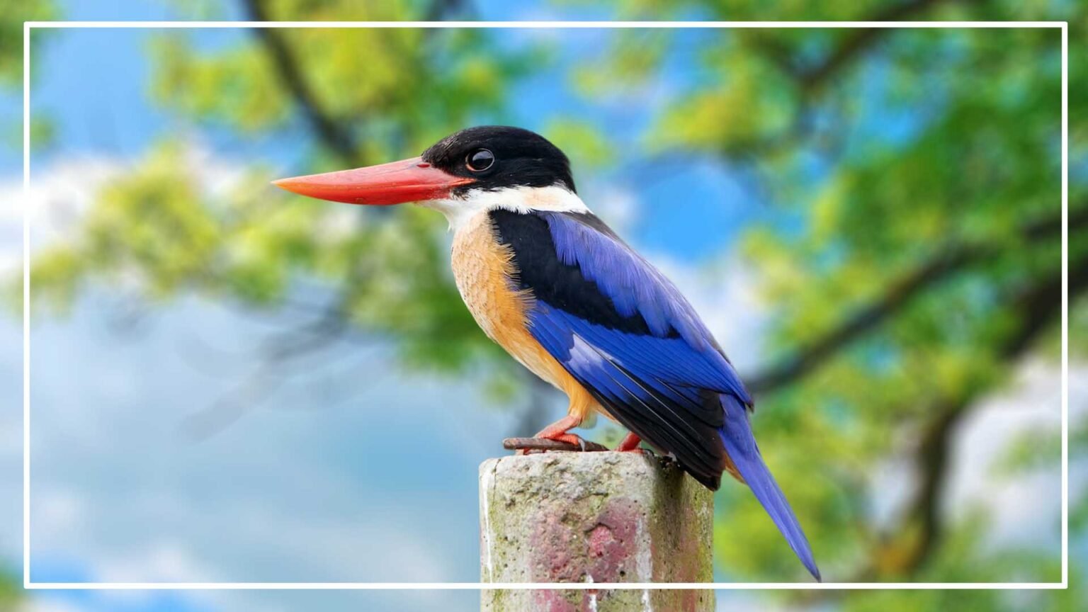 9 Blue Birds with Black Heads (ID With Awesome Pictures)