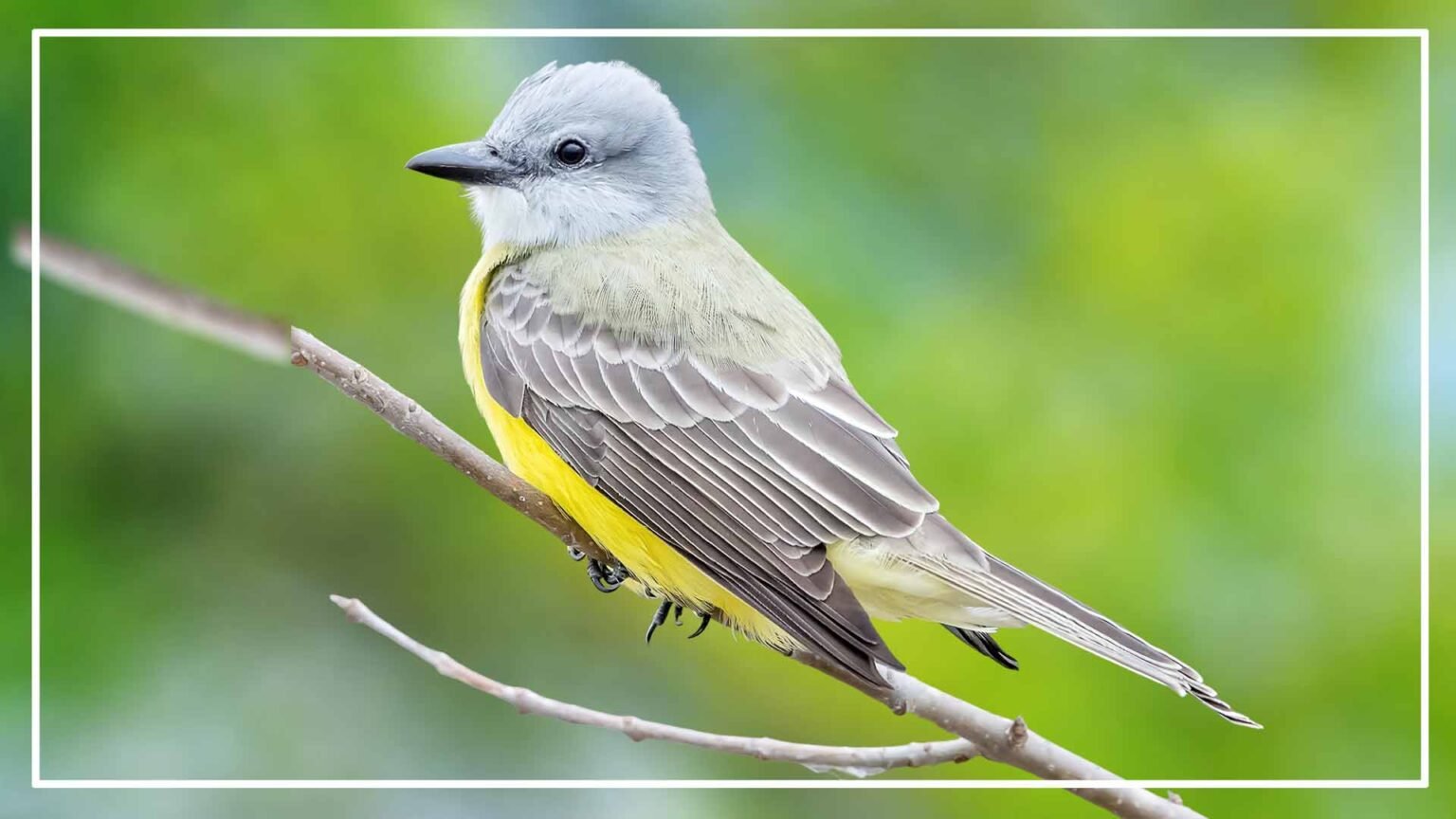 10 Amazing Grey Bird With Yellow Belly (ID, Picture)
