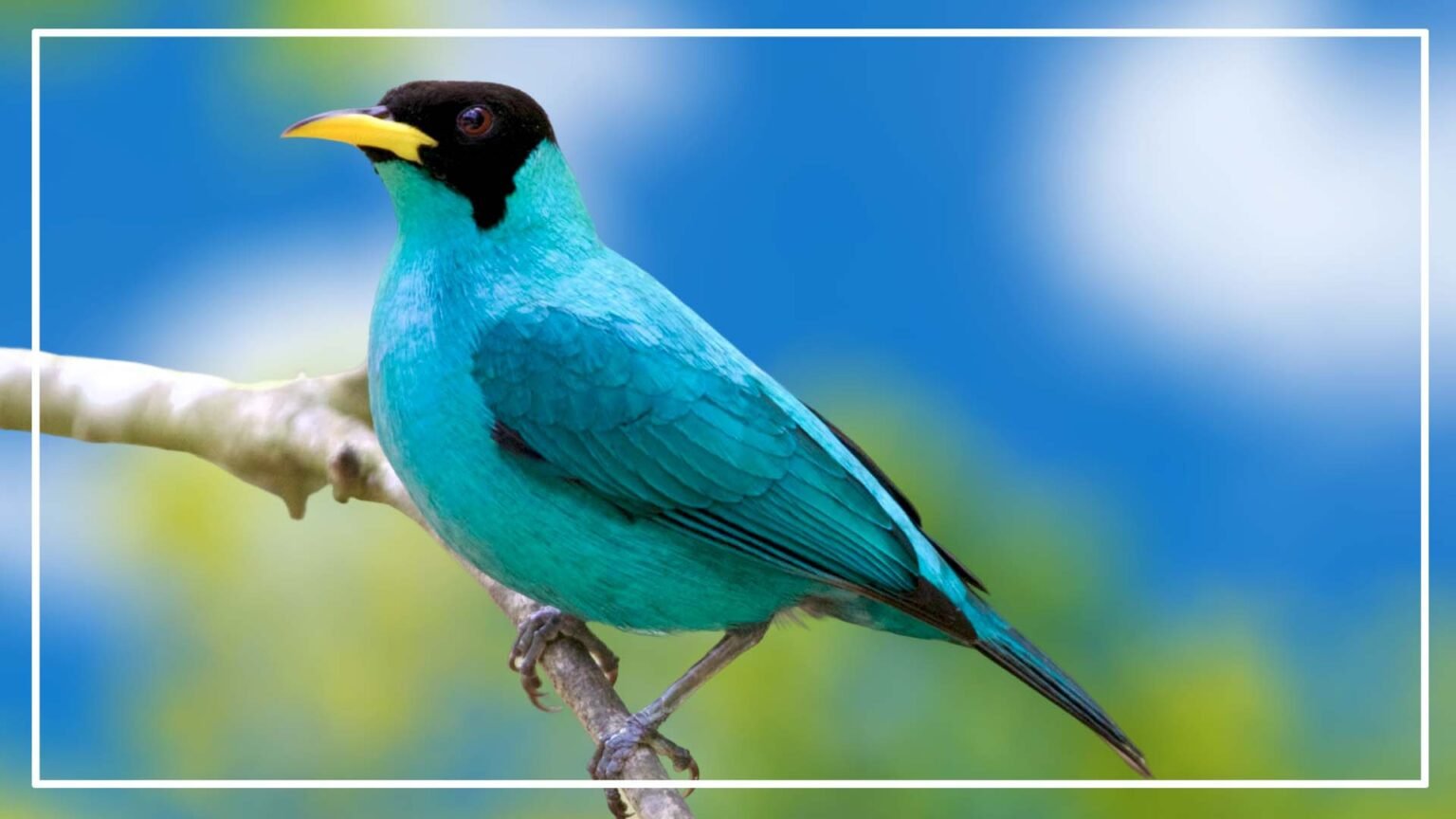 9 Blue Birds with Black Heads (ID With Awesome Pictures)