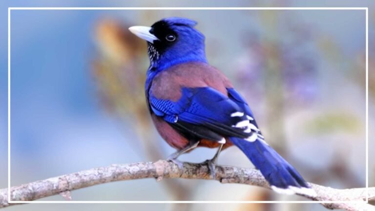 9 Blue Birds with Black Heads (ID With Awesome Pictures)