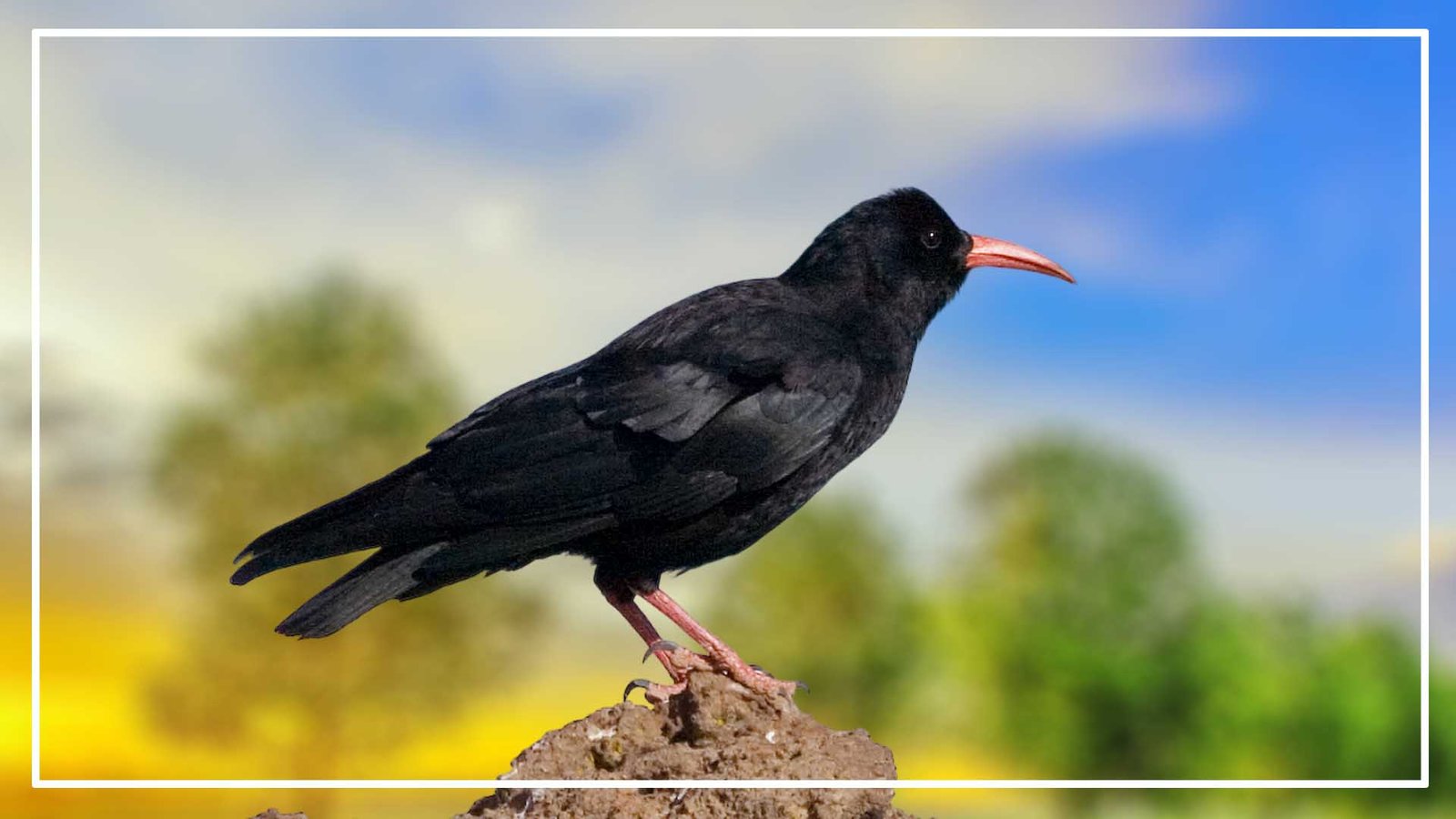 8 Black Birds With Long Beaks (ID With Pictures)
