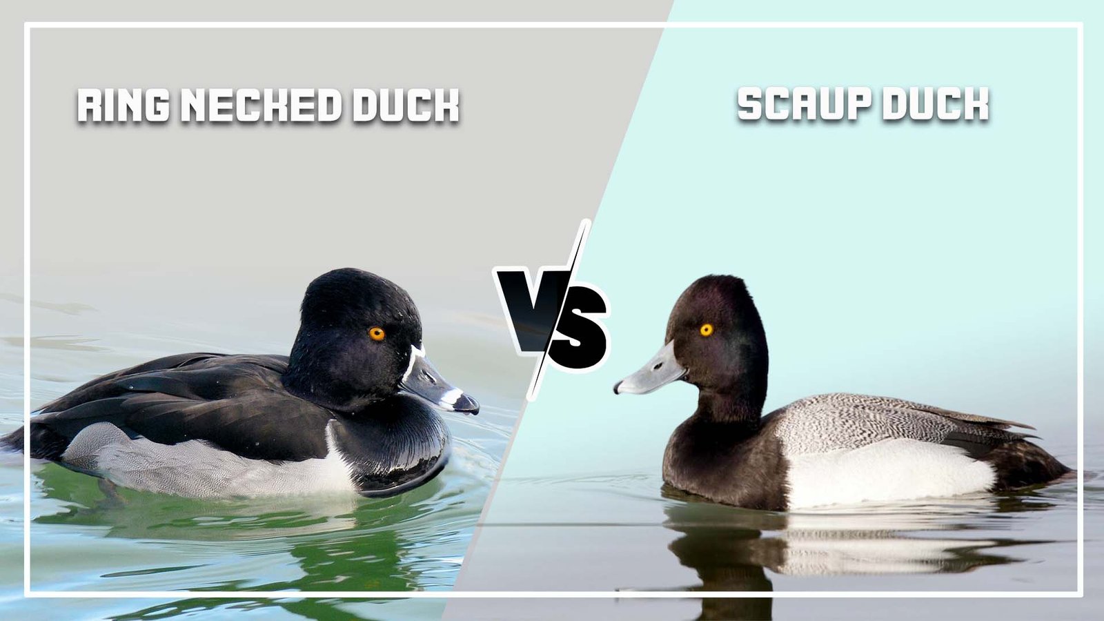 Scaup Vs Ringneck