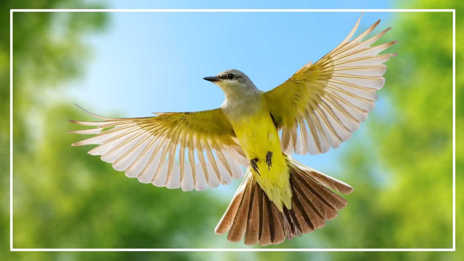 10 Amazing Grey Bird With Yellow Belly (ID, Picture)