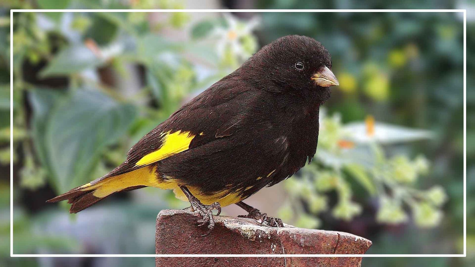 14 Black Birds With Yellow Stripe On Wing
