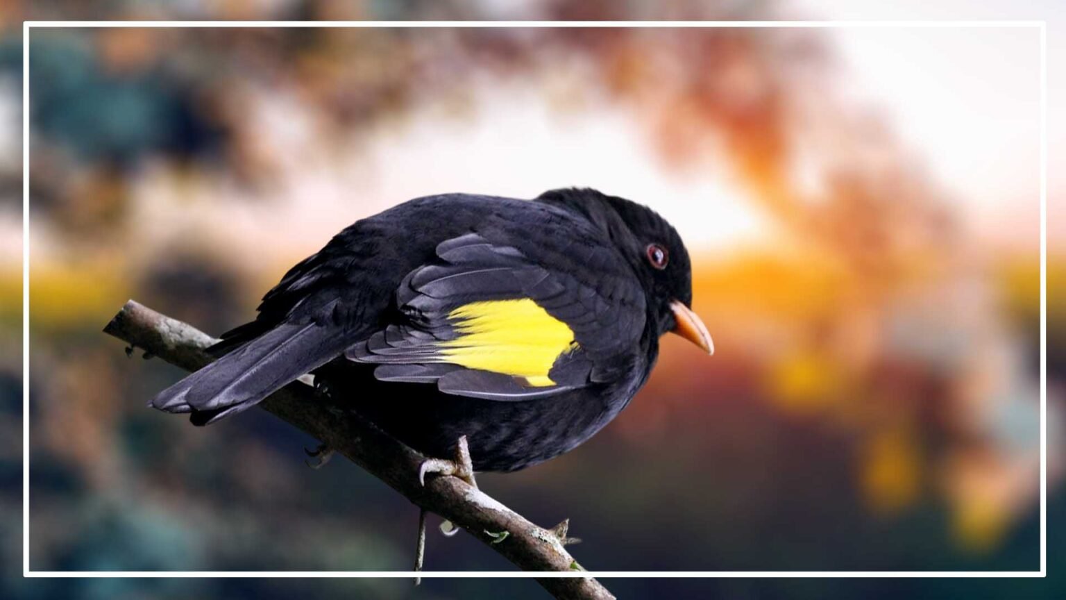 14 Black Birds With Yellow Stripe On Wing