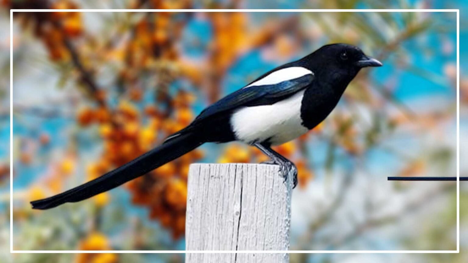 9 Black And White Birds With Long Tail (ID With Photos)