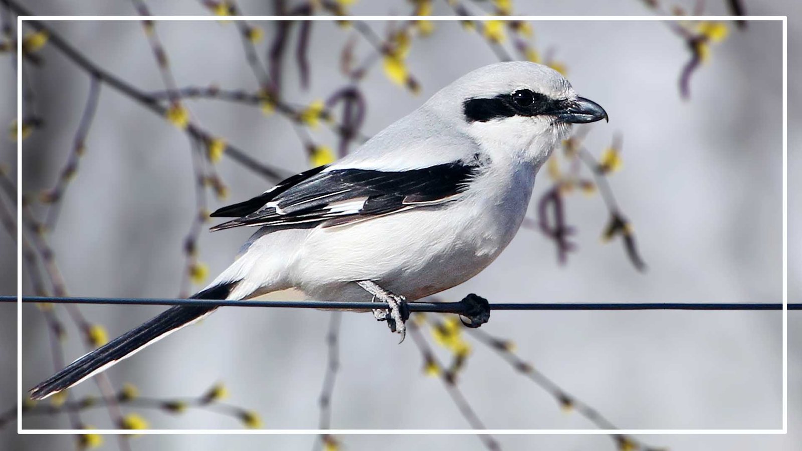 9 Black And White Birds With Long Tail (ID With Photos)