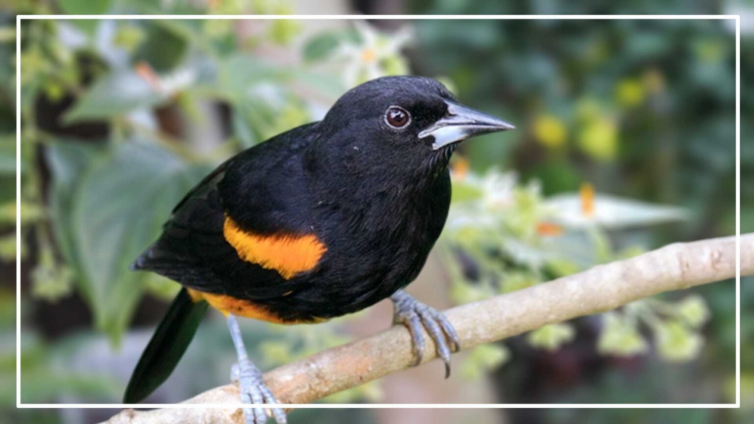 14 Black Birds With Yellow Stripe On Wing