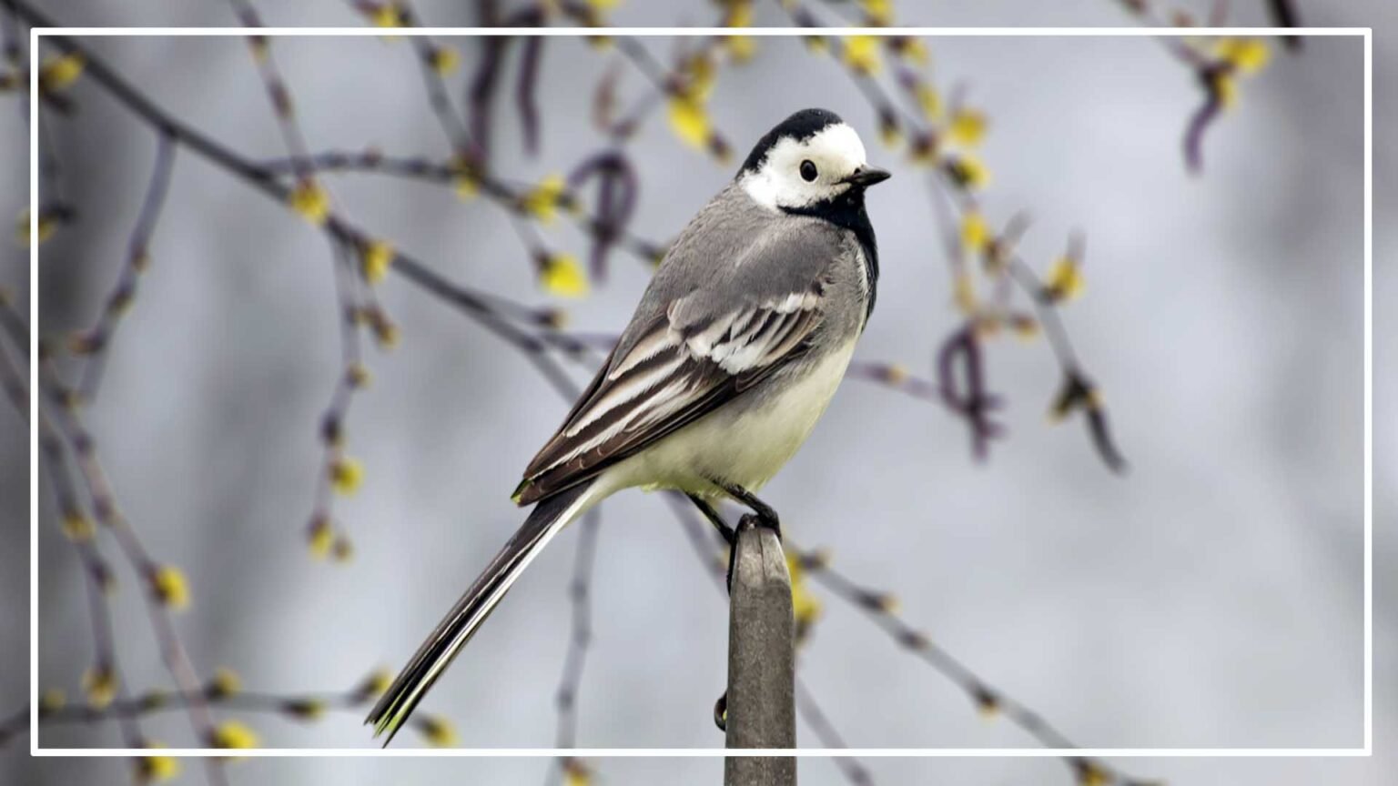 9 Black And White Birds With Long Tail (ID With Photos)