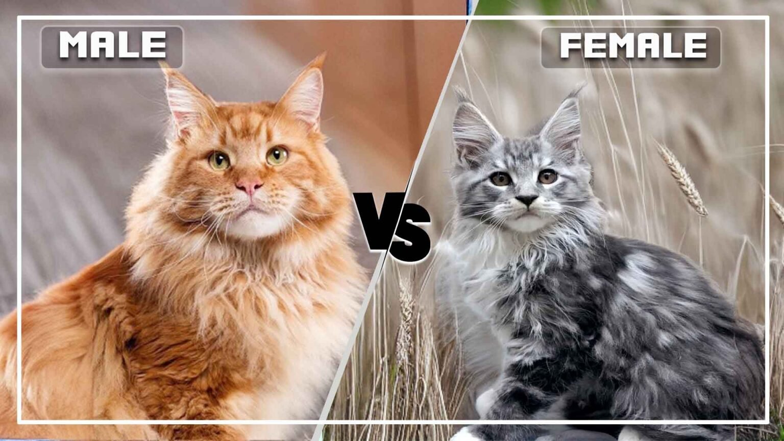 The Maine Coon Kitten Size Weight & Price Chart by Age
