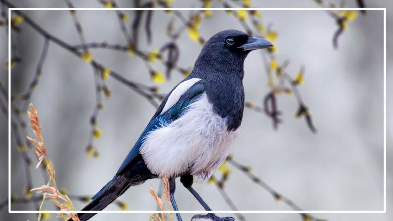 9 Black And White Birds With Long Tail (ID With Photos)