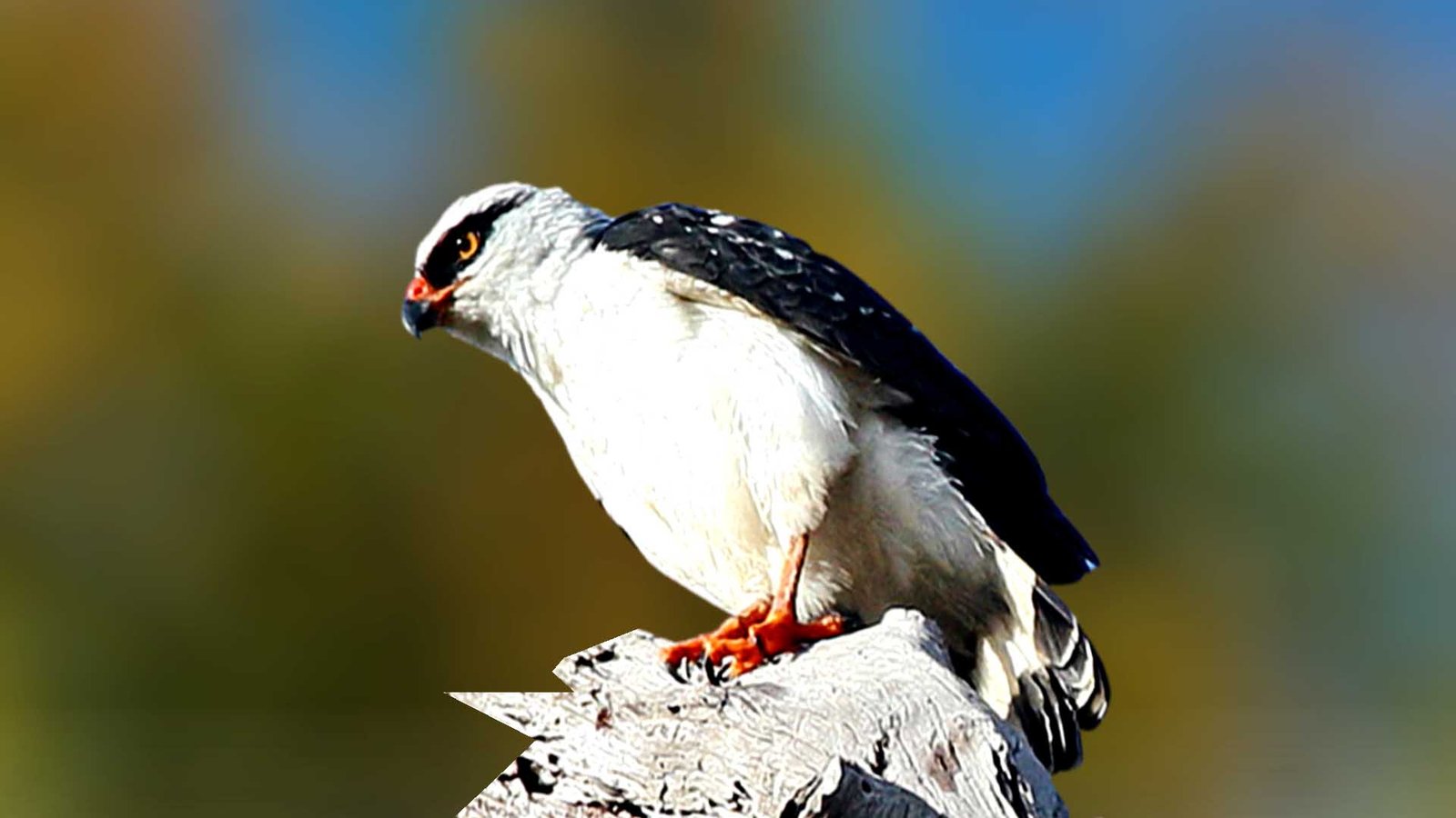 9 Hawks with White Heads (Size, Color, Diet and Habitat)