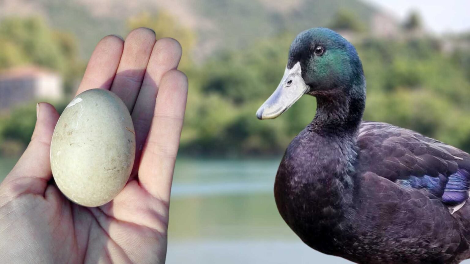 Cayuga Duck Male and Female: Size, Color, Eggs, & Facts