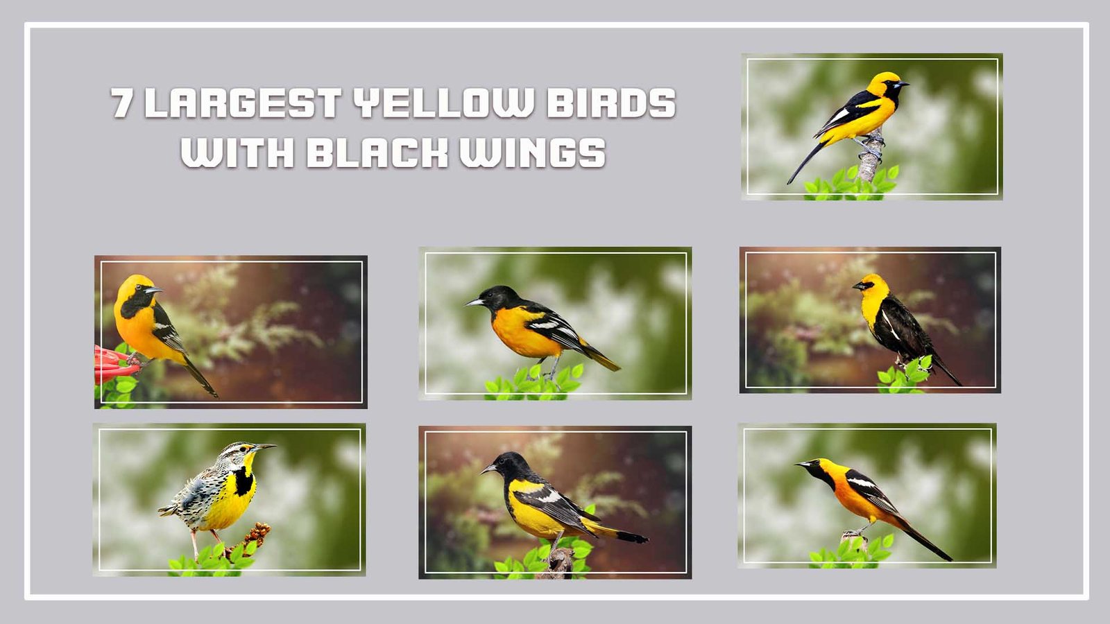 21 Small & Large Yellow Birds With Black stripes on wings