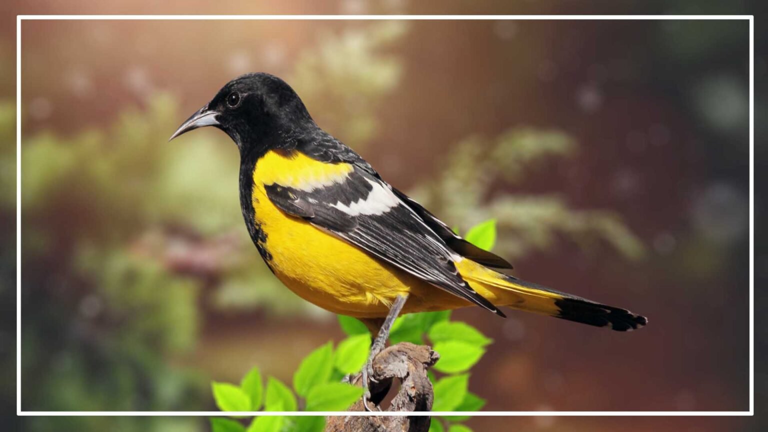 21 Small & Large Yellow Birds With Black stripes on wings