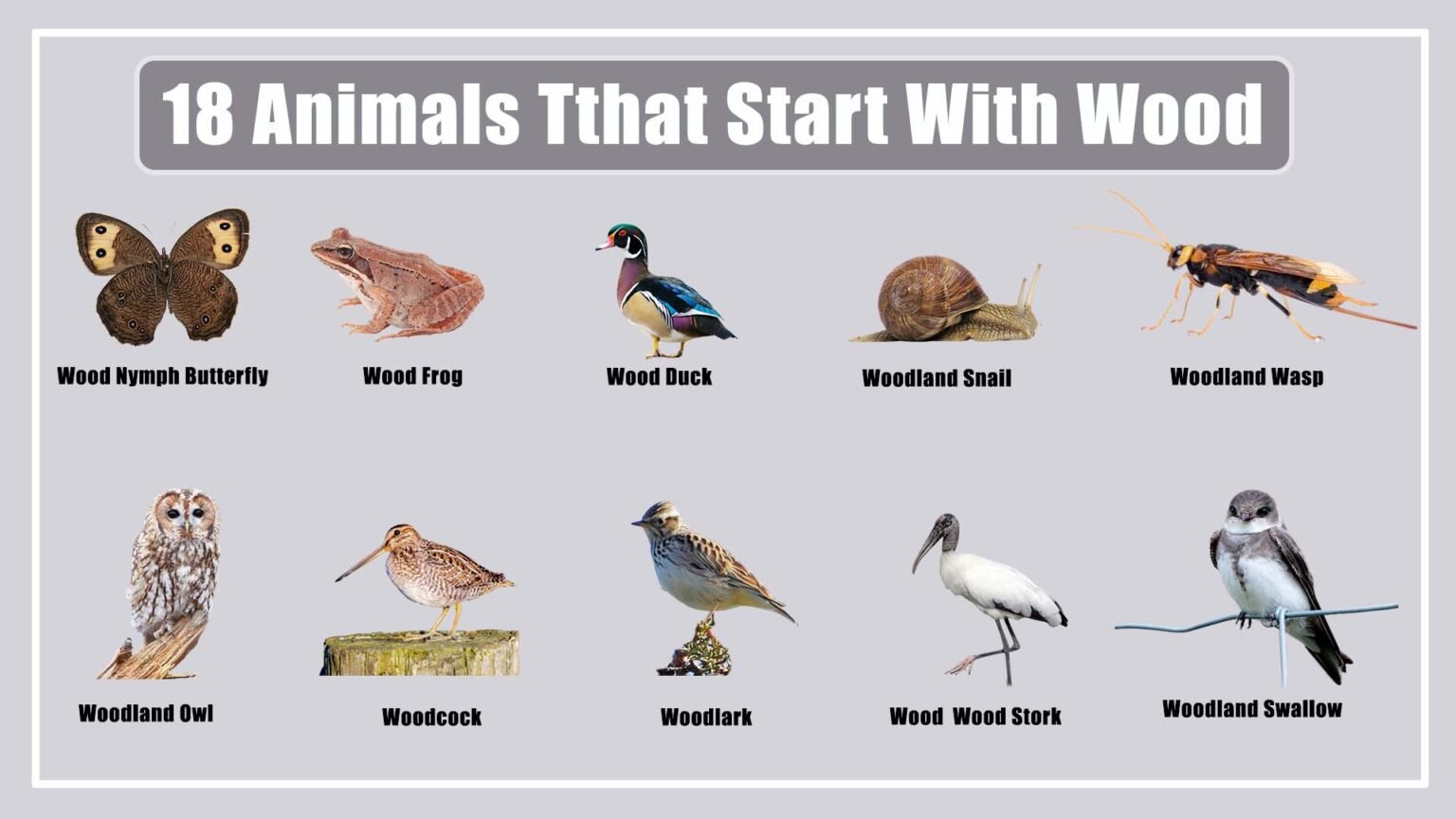 18 Animals That Start With Wood (ID With Pictures)