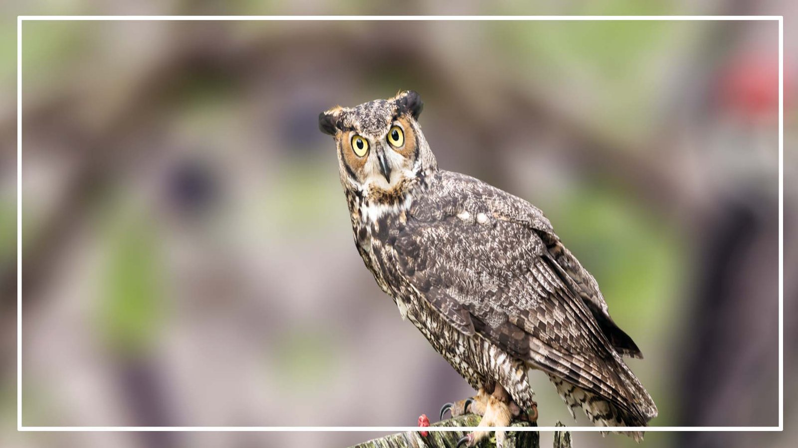 long-eared Owl vs Great Horned Owl: What Are The Differences?