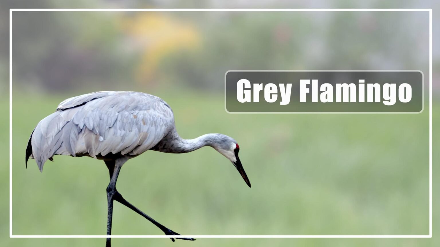 8 Grey Birds With Long Beaks & Long Legs ( ID with Pictures)