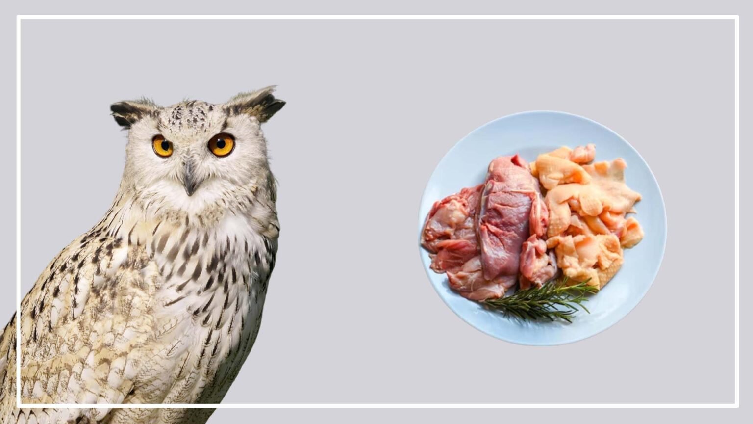 Can You Eat Owl Meat, Egg and What Do Owls Taste Like?