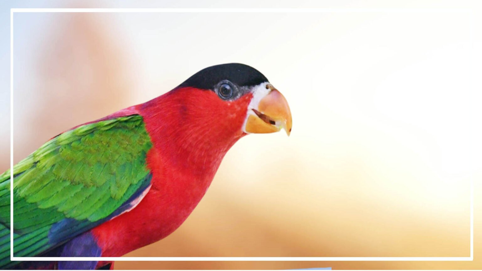 9 Red Birds with Black Heads (ID with Photos)