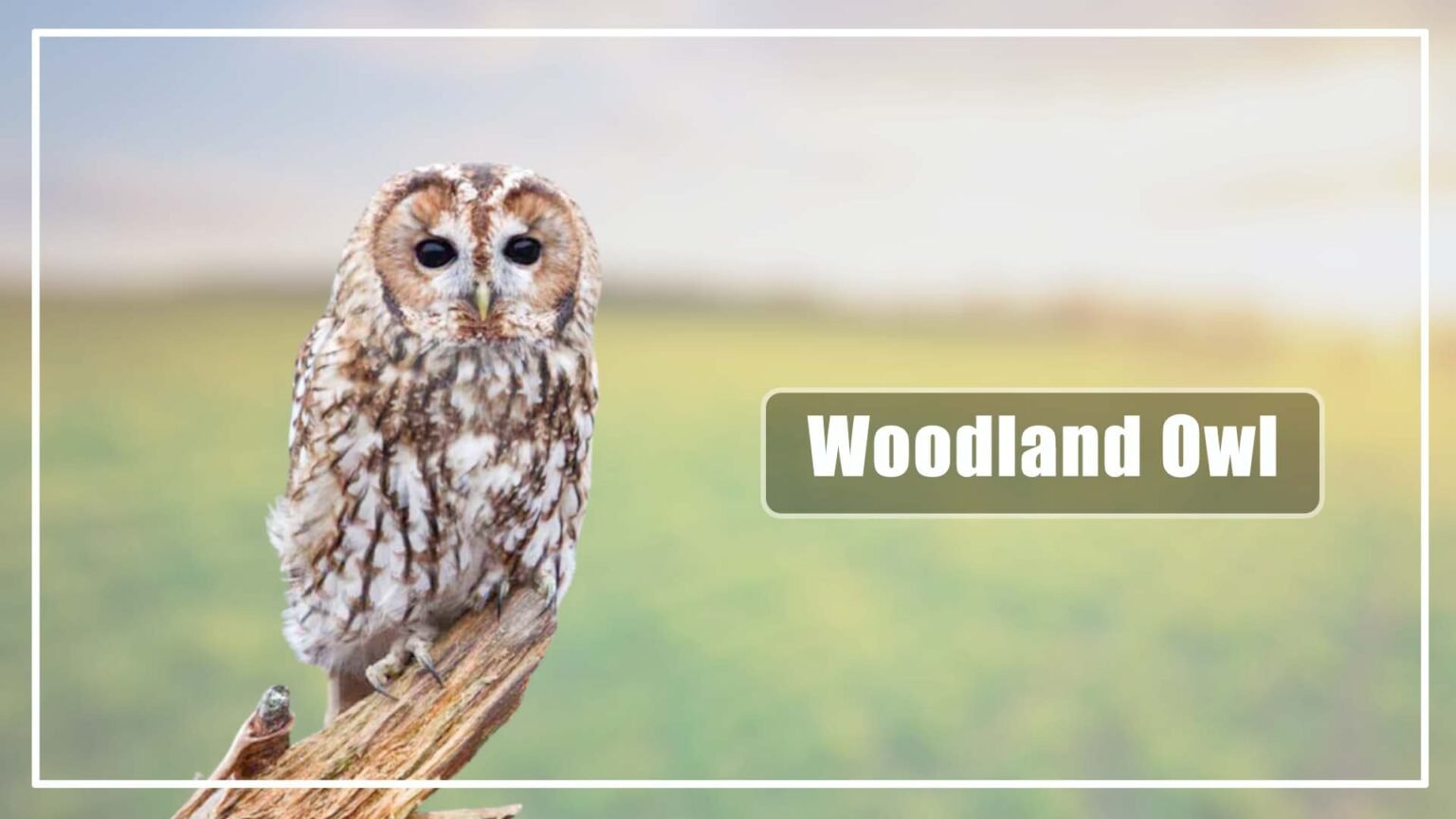 18 Animals That Start With Wood (ID With Pictures)