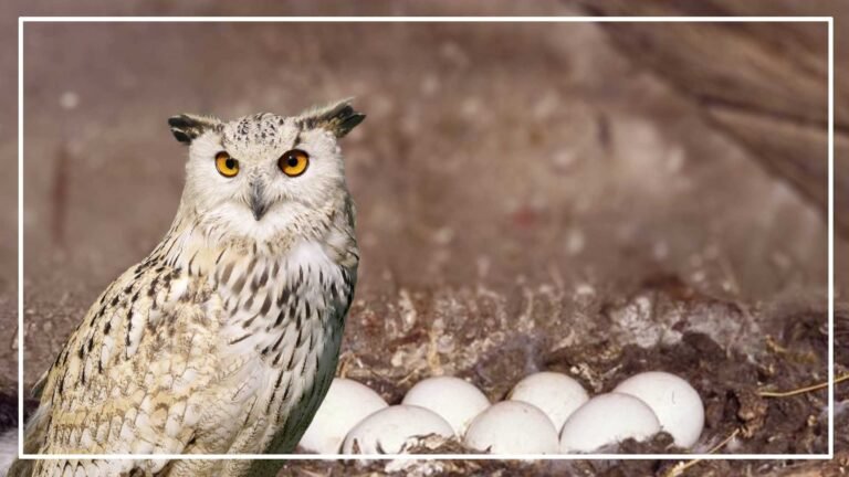 Can You Eat Owl Meat, Egg and What Do Owls Taste Like?