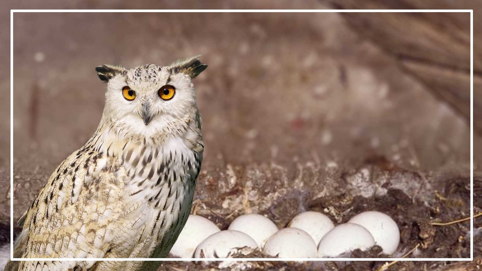 Can You Eat Owl Meat, Egg and What Do Owls Taste Like?