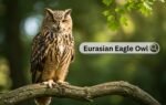 10 Fascinating Facts About the Eurasian Eagle Owl