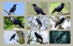 9 Types of Raven Birds ( Identification With Images)