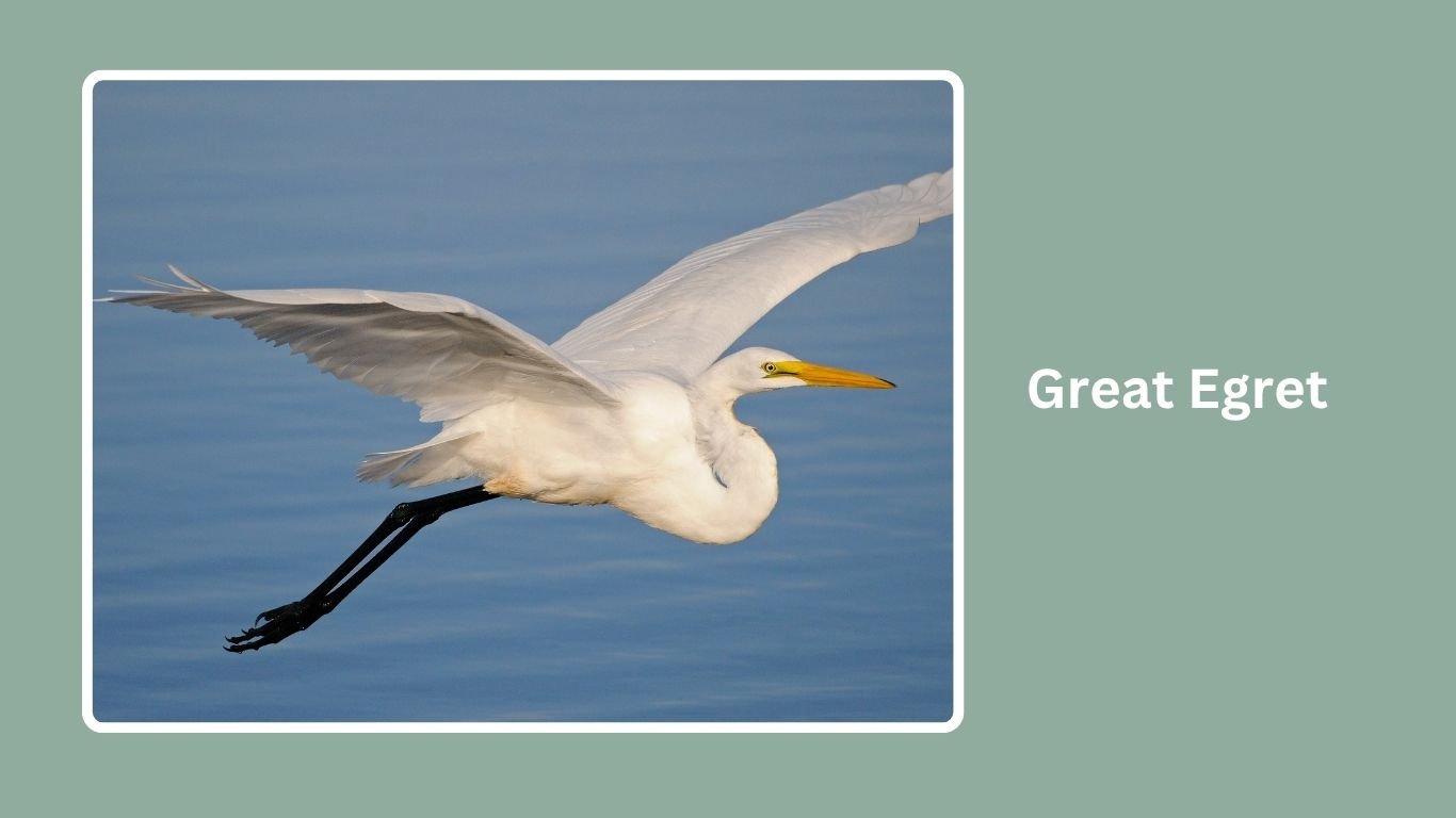 14 White Birds With Long Legs (ID and Images)