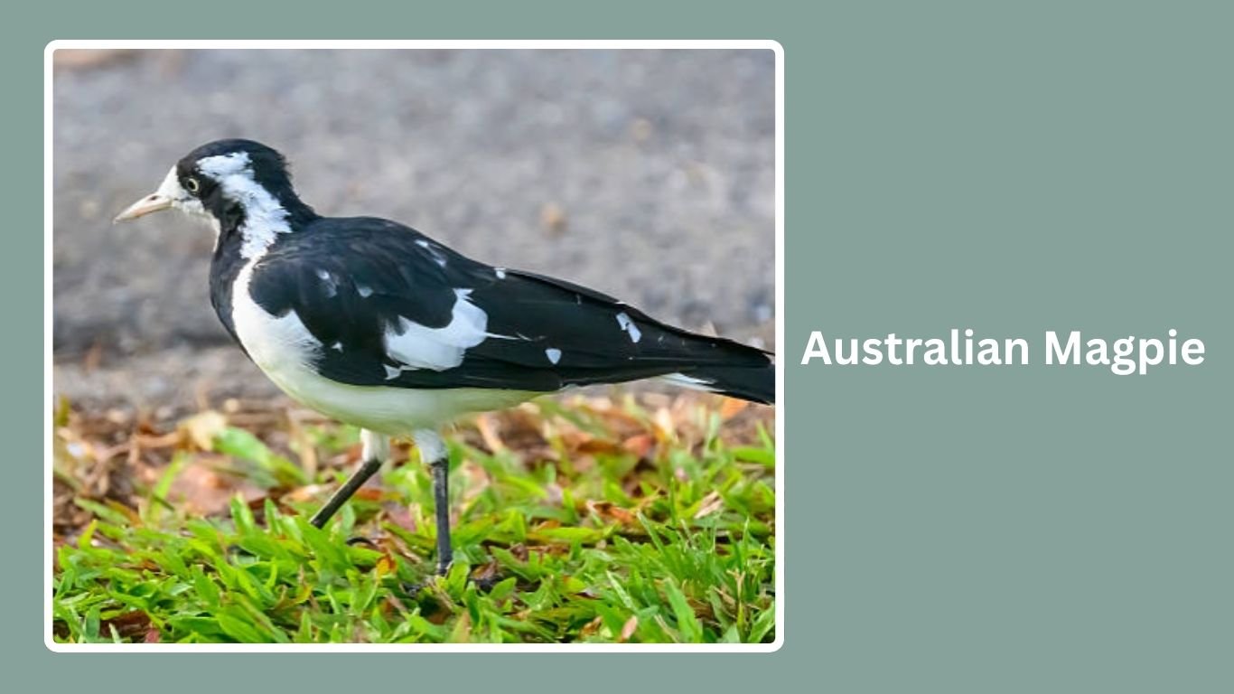 21 Australian Common Birds: Identification With Pictures