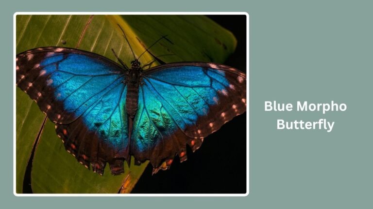 17 Types of Blue Butterflies: Identification With Pictures