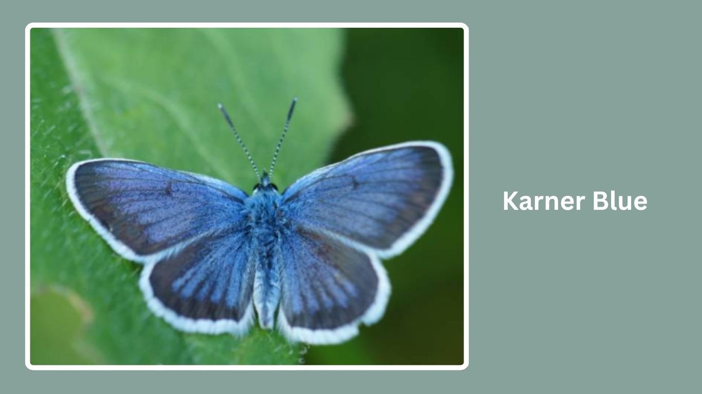 17 Types of Blue Butterflies: Identification With Pictures