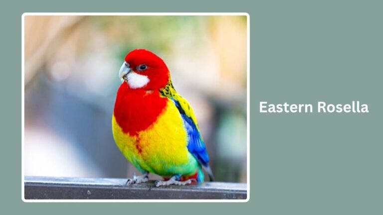21 Australian Common Birds: Identification With Pictures