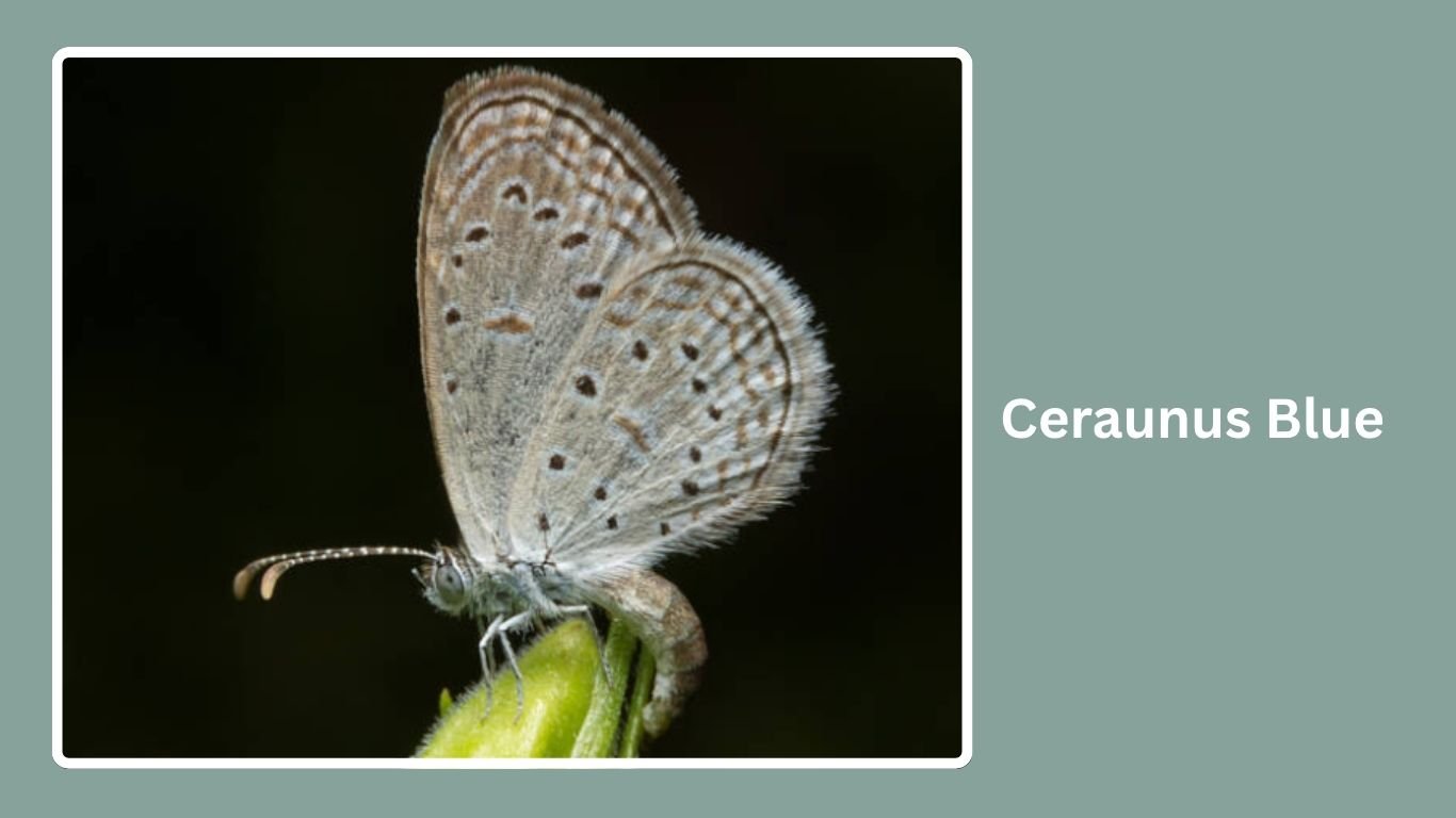 17 Types of Blue Butterflies: Identification With Pictures