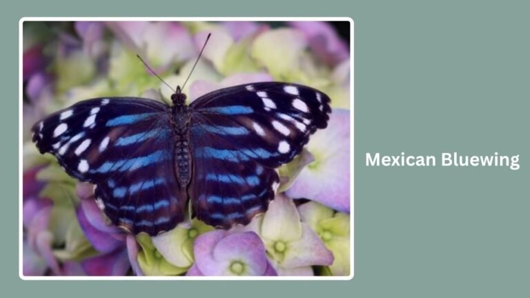 17 Types of Blue Butterflies: Identification With Pictures