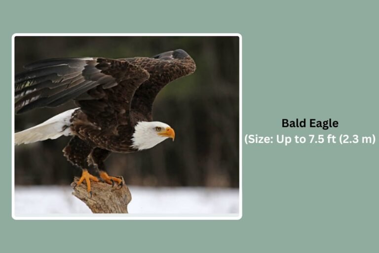 26 Largest Flying Birds in the World: Ranked by Size