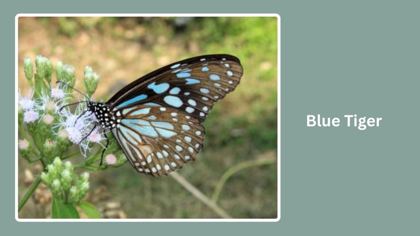 17 Types of Blue Butterflies: Identification With Pictures