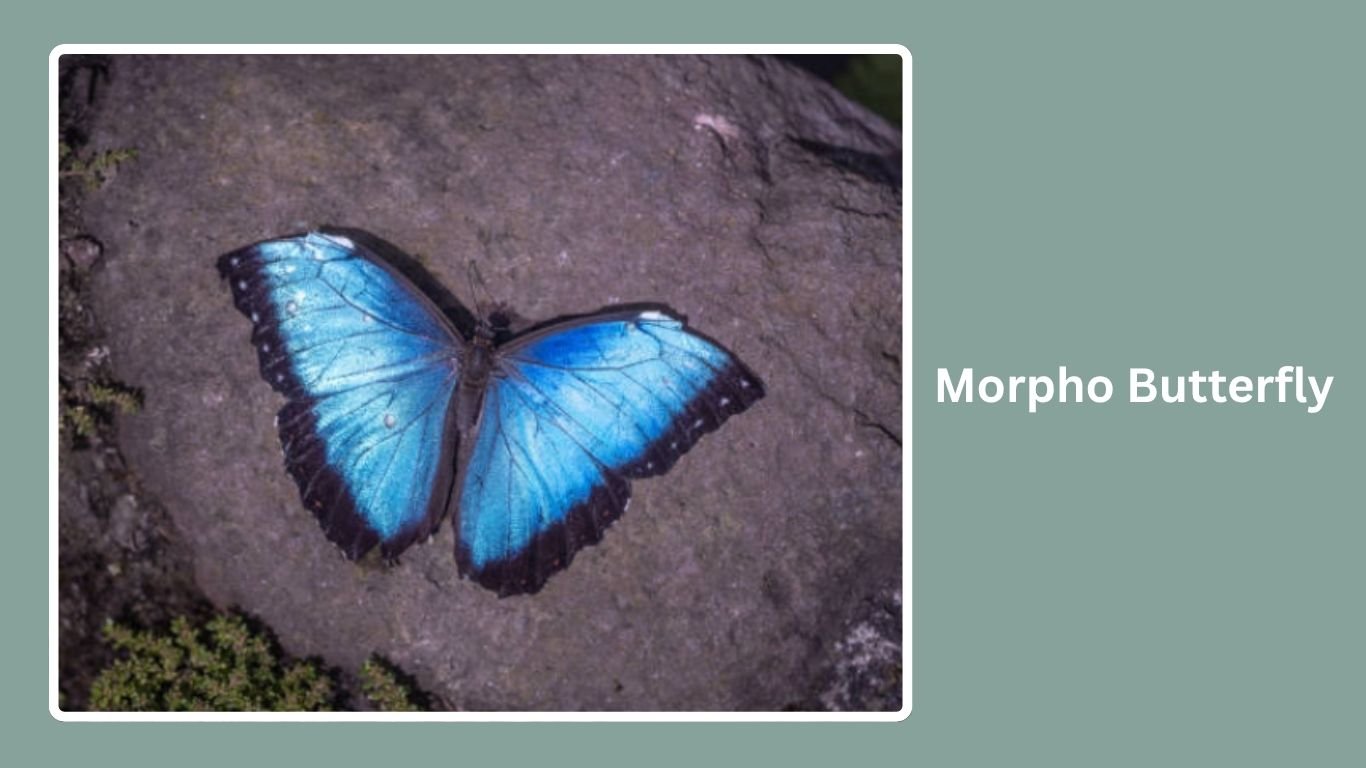 17 Types of Blue Butterflies: Identification With Pictures