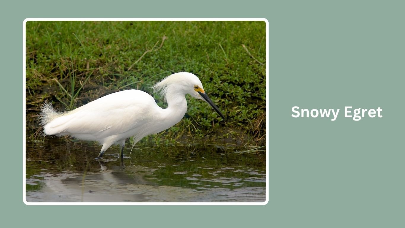 14 White Birds With Long Legs (ID and Images)