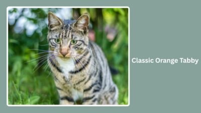 7 Types of Orange Tabby Cats: Patterns, Colors, & More