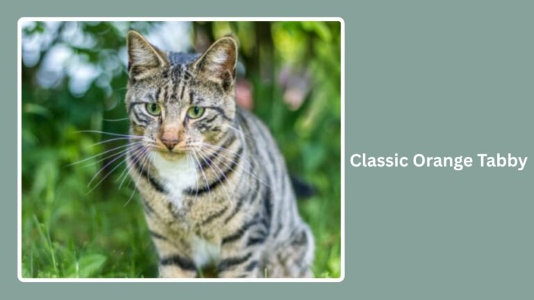 7 Types of Orange Tabby Cats: Patterns, Colors, & More