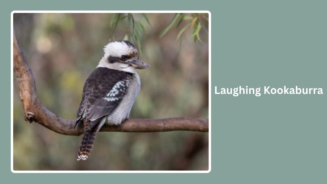 21 Australian Common Birds: Identification With Pictures